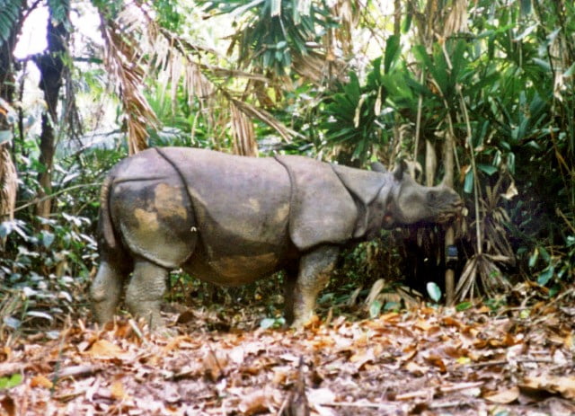 Java Nashorn Herz Fuer Tierede